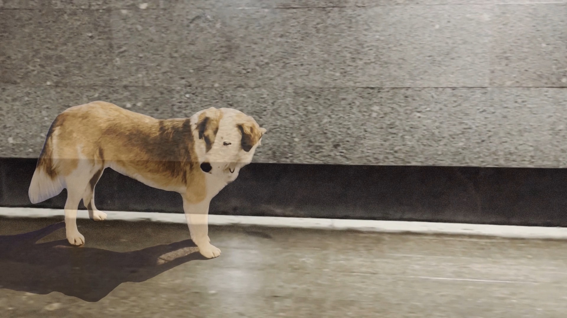 Выставка Аллы Мезенцевой NON HUMAN ZONE, MSCA Gallery - Cube.Moscow